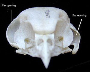 early owls – Lisa G. Buckley, Ph.D.